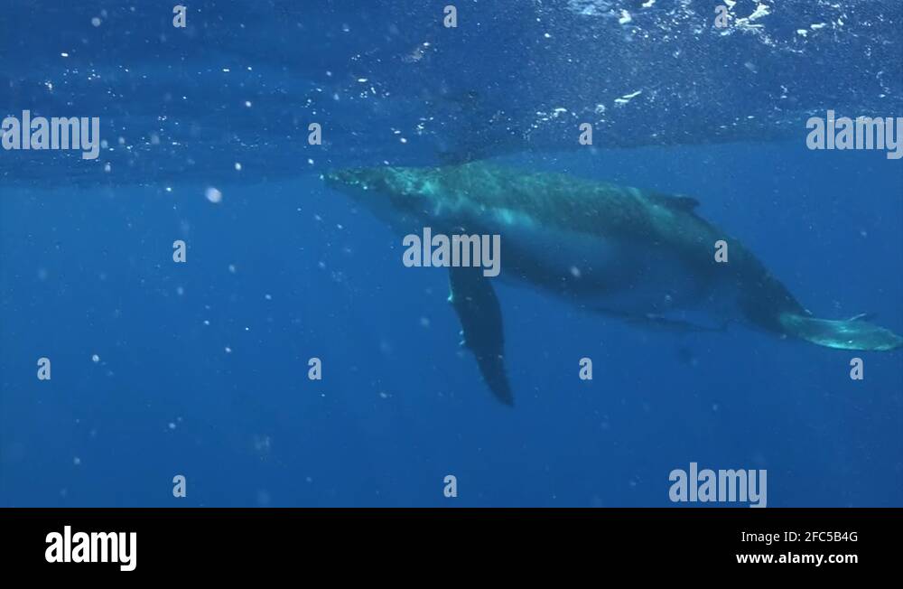 Humpback whale calf with cow whale underwater in Pacific Ocean Stock ...