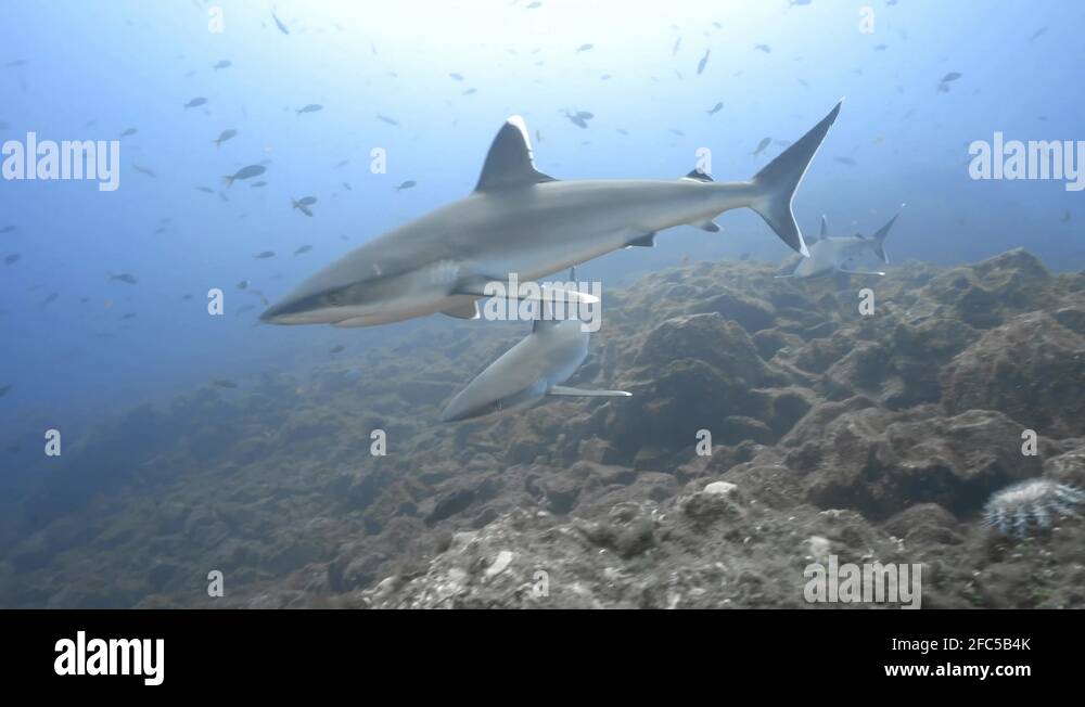 A group of a silvertip sharks explores the bottom of the reef Stock ...