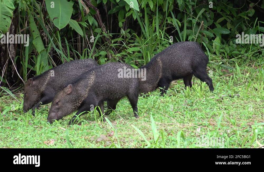 Collared Peccary group feeding and forage in lowland rainforest ...
