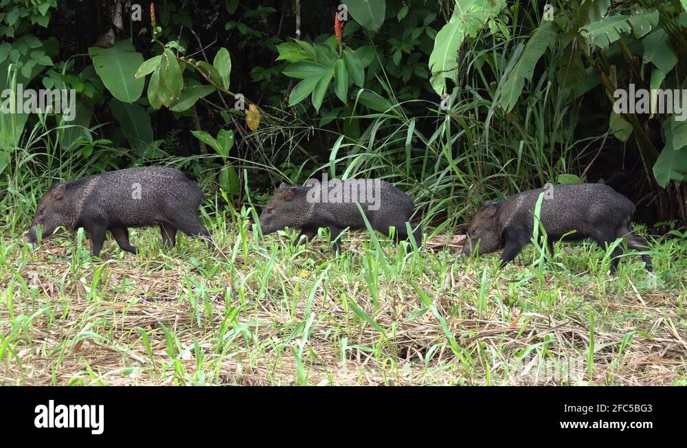 Collared Peccary group forage in lowland rainforest clearing close up ...