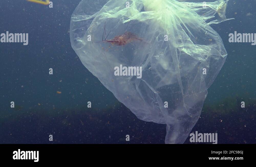 Plastic bag in the sea, killing shrimp. Plastic trash, pollution, Black ...