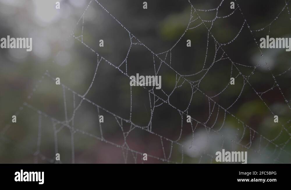 Spider web shapes Stock Videos & Footage - HD and 4K Video Clips - Alamy