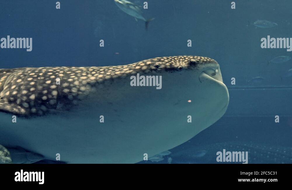 Whale small fish Stock Videos & Footage - HD and 4K Video Clips - Alamy