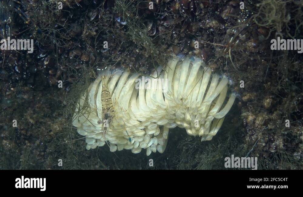 Cocoons of the predatory mollusk Rapana venosa, the invader in the ...