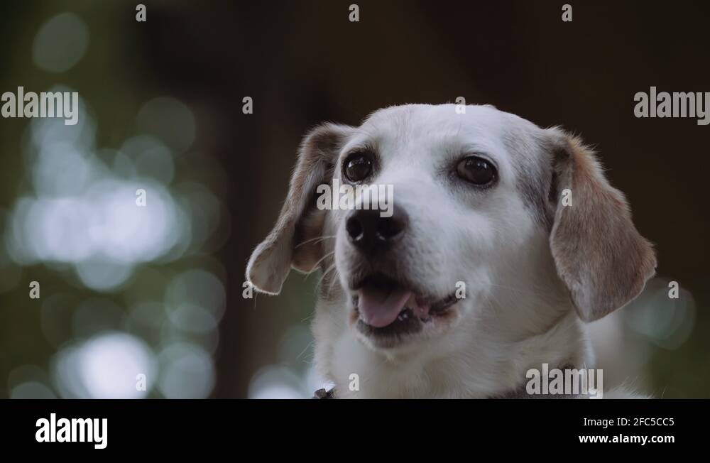 Alert beagle Stock Videos & Footage - HD and 4K Video Clips - Alamy