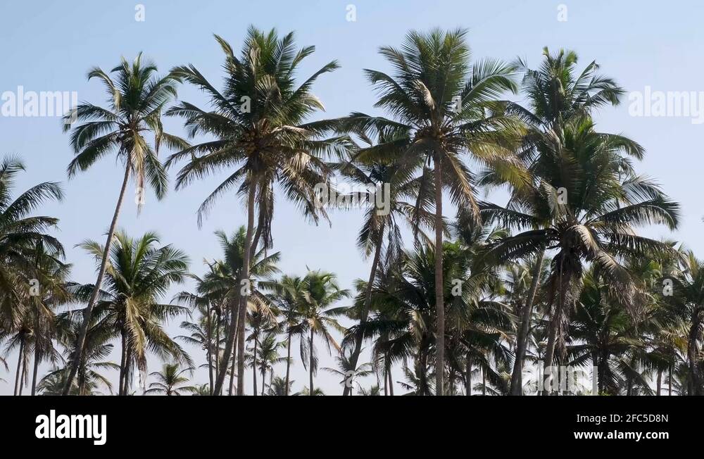 Coconut Palm trees in India, Goa Stock Video Footage - Alamy