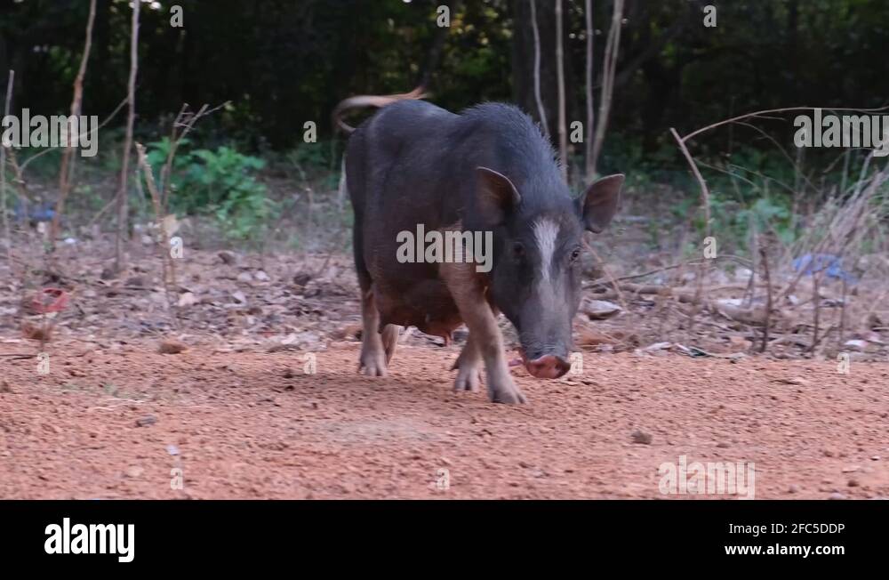 Indian pig Stock Videos & Footage - HD and 4K Video Clips - Alamy
