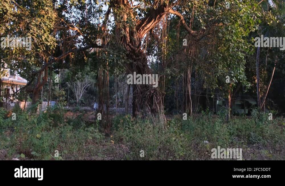 Banyan tree in botanical garden Stock Videos & Footage - HD and 4K ...