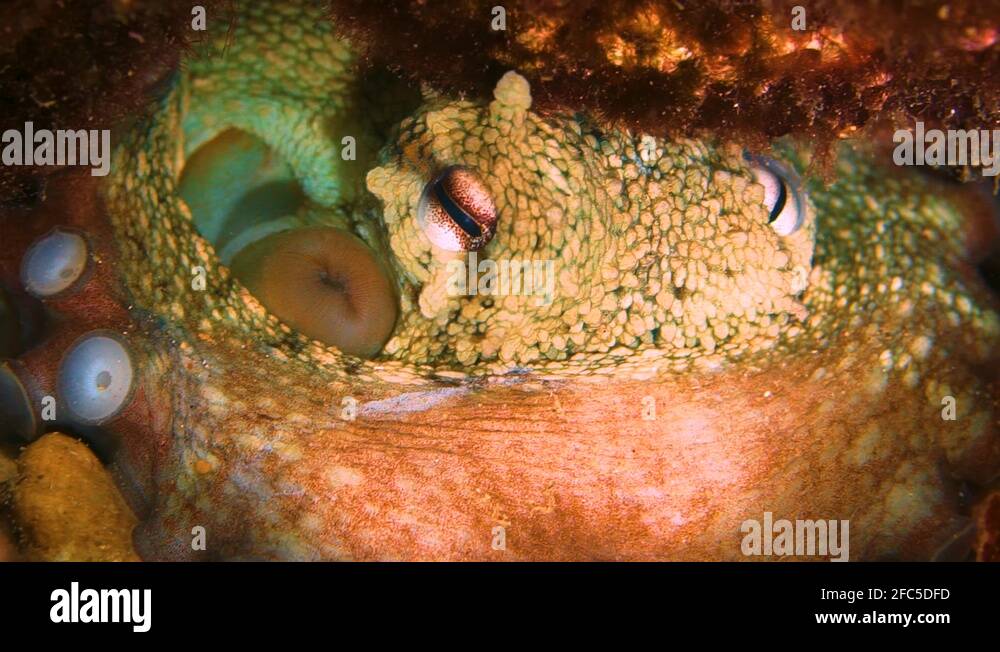 Octopus in its cave Stock Videos & Footage - HD and 4K Video Clips - Alamy