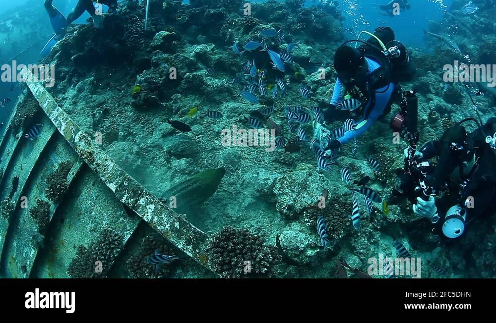 Diver feeds moray eel on background school of striped fish in ...