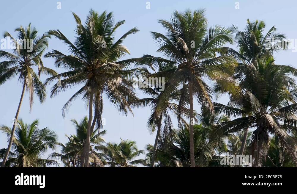 Coconut Palm trees in India, Goa Stock Video Footage - Alamy