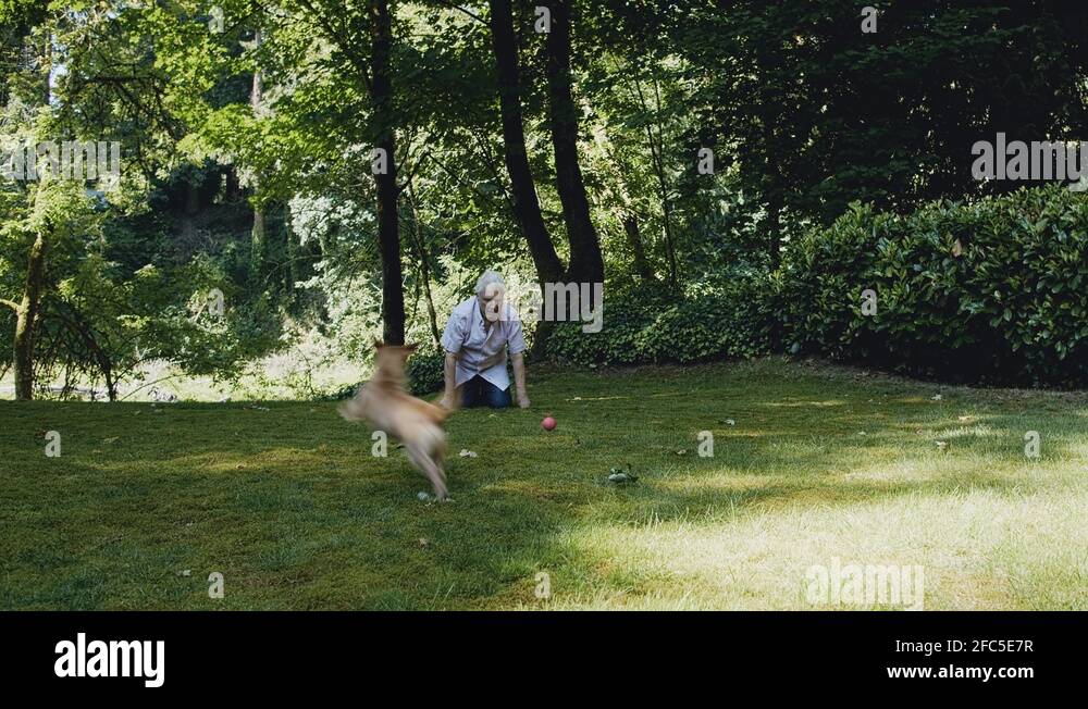 Cute dog plays with older man chasing ball, trees, grass, sun shrubs ...