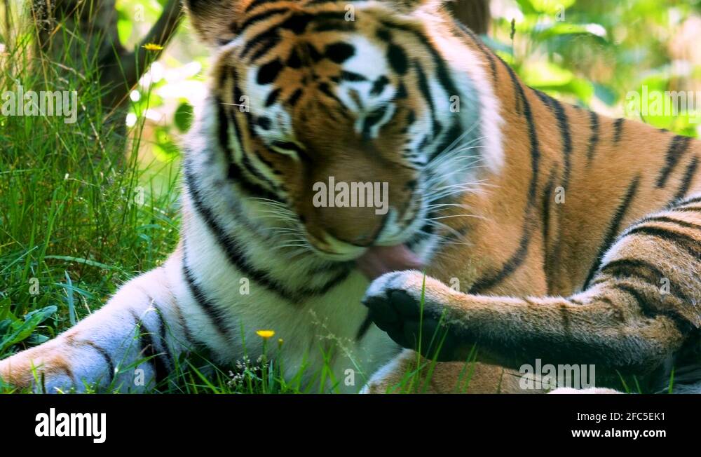 Bengal tiger licking paw panthera Stock Videos & Footage - HD and 4K ...