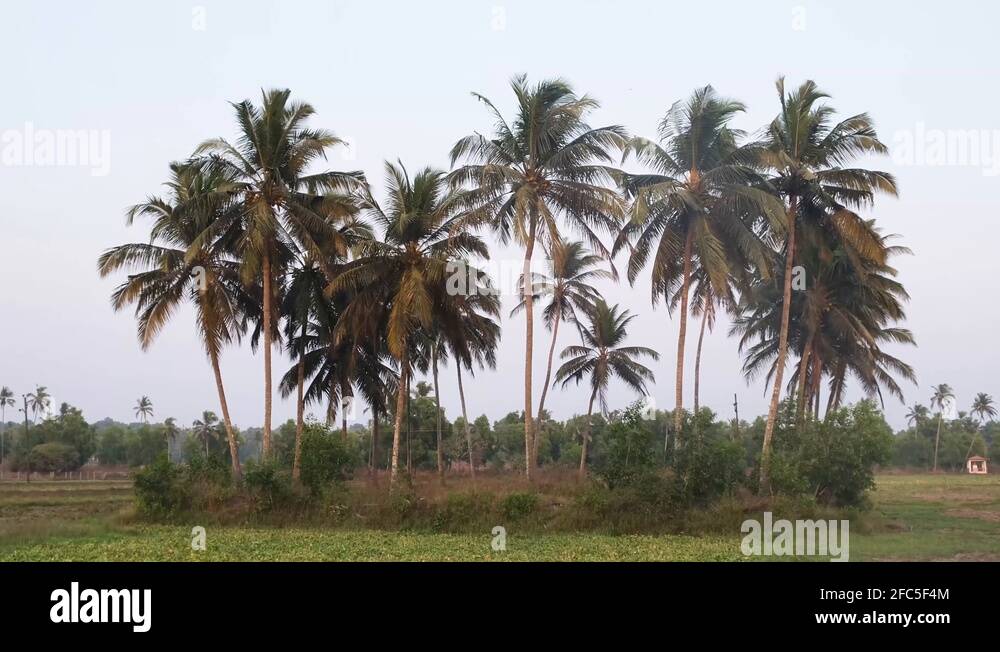 Coconut Palm trees in India, Goa Stock Video Footage - Alamy
