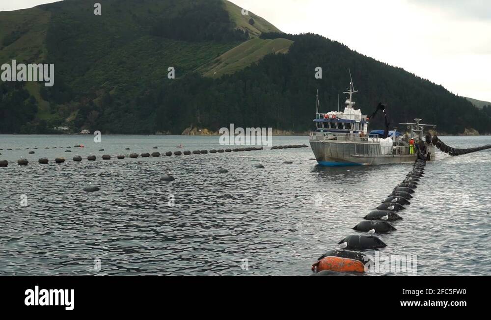 Greenshell Stock Videos & Footage - HD and 4K Video Clips - Alamy