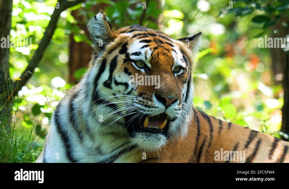 Charismatic megafauna Stock Videos & Footage - HD and 4K Video Clips ...