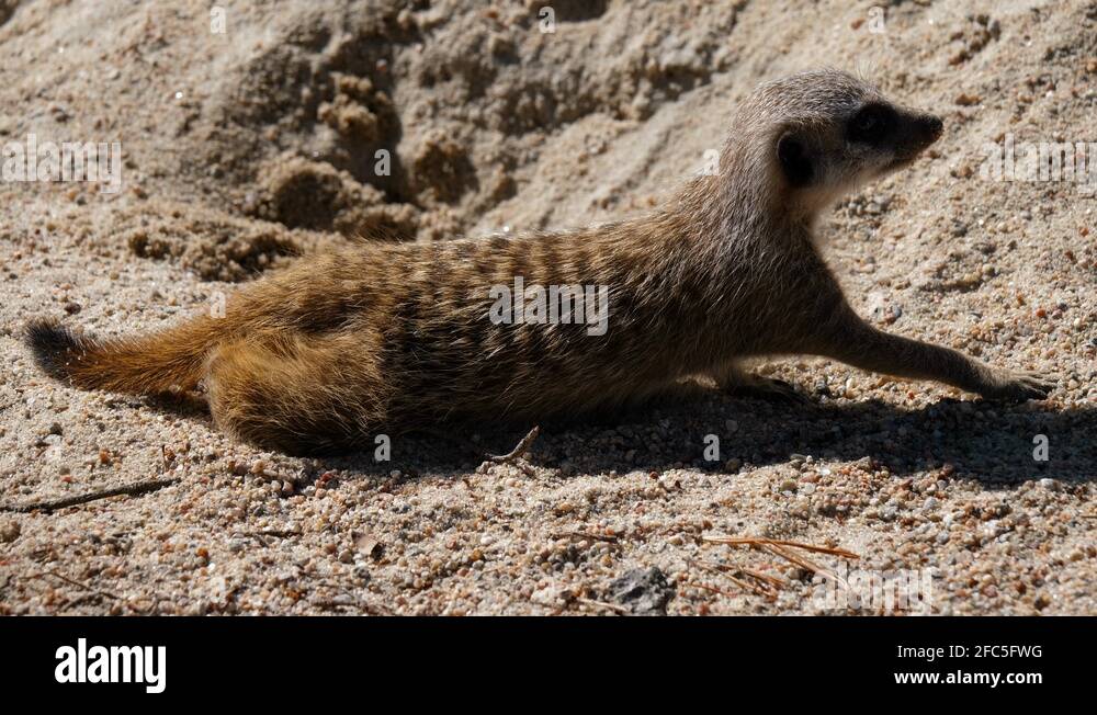 Beautiful meerkat Stock Videos & Footage - HD and 4K Video Clips - Alamy