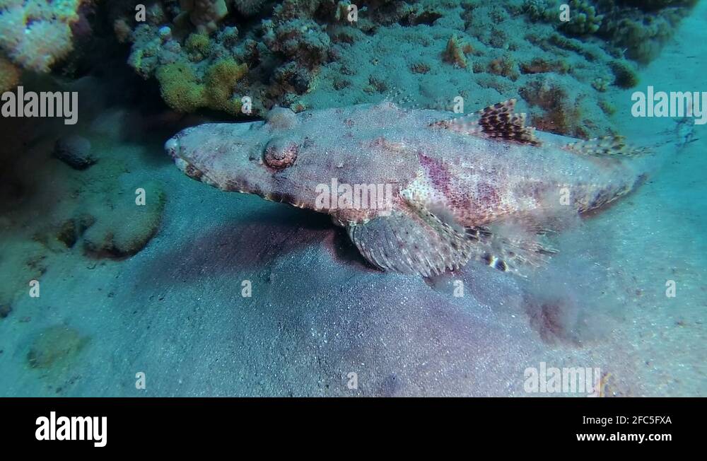 Fish of the Red Sea. Lying on the bottom Carpet flathead ...