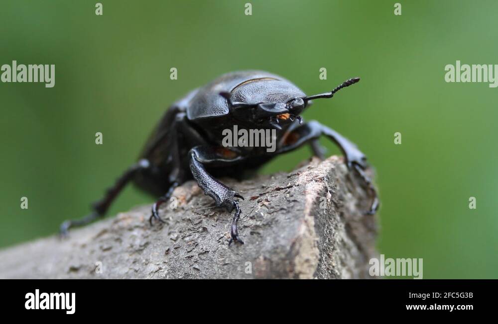 Lucanus cervus Stock Videos & Footage - HD and 4K Video Clips - Alamy