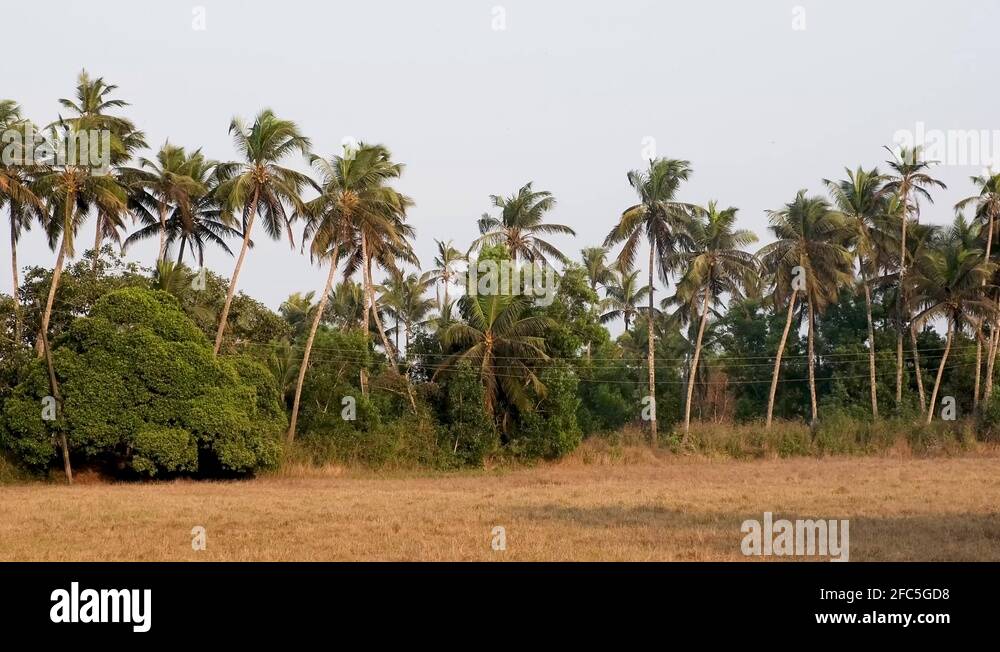Coconut Palm trees in India, Goa Stock Video Footage - Alamy