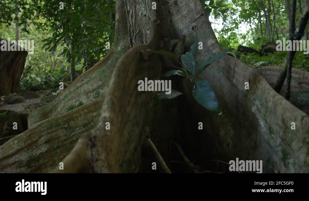 Creepy roots Stock Videos & Footage - HD and 4K Video Clips - Alamy