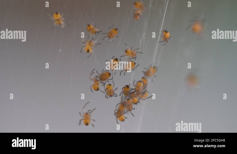 Spider spiders Stock Videos & Footage - HD and 4K Video Clips - Alamy