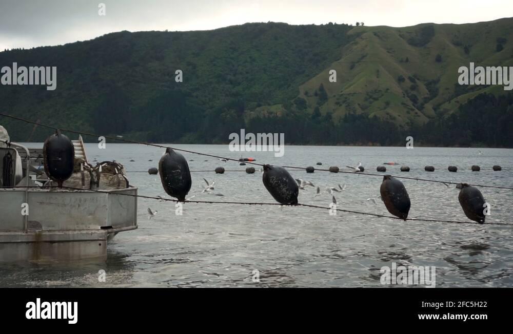 Mussel farm buoys Stock Videos & Footage - HD and 4K Video Clips - Alamy
