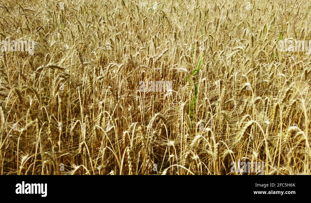 Stalks of ripe wheat Stock Videos & Footage - HD and 4K Video Clips - Alamy
