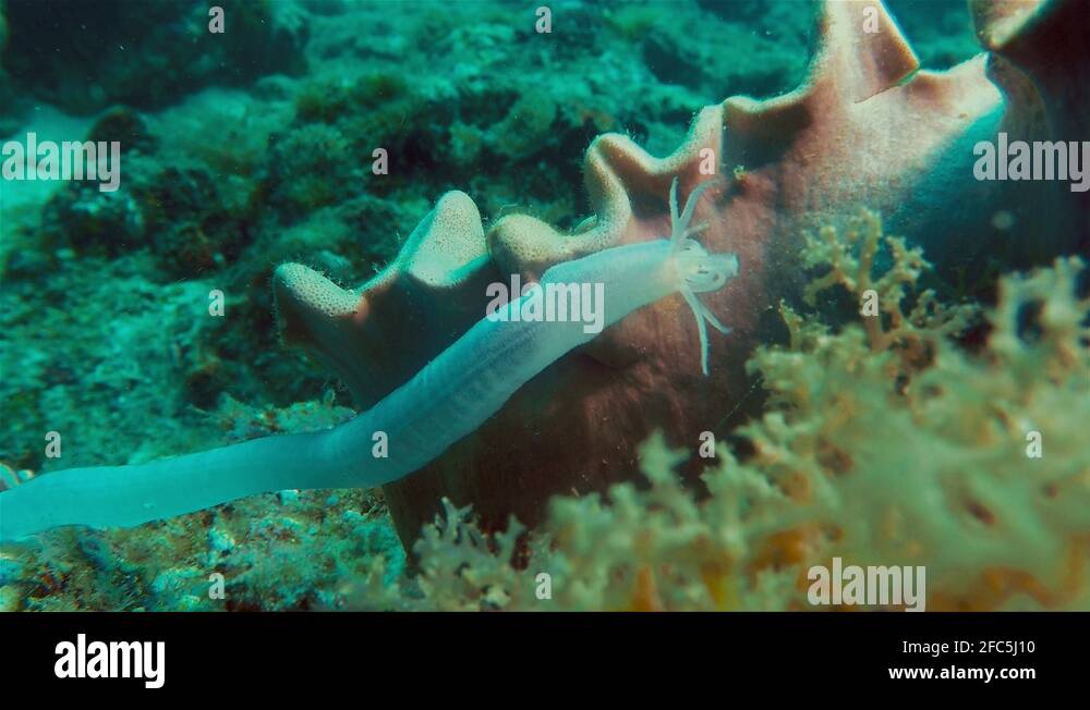 Jellyfish Worm-Like Sea Cucumber Or Sea Worm Or Sea Slug Feeding ...