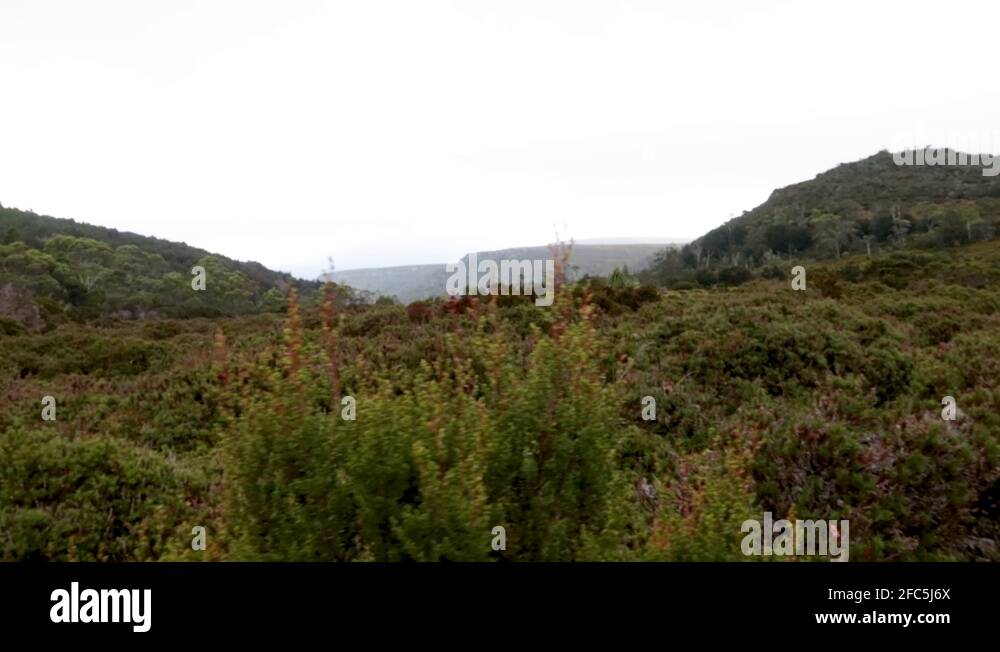 Bushwalking australia bush track Stock Videos & Footage - HD and 4K ...