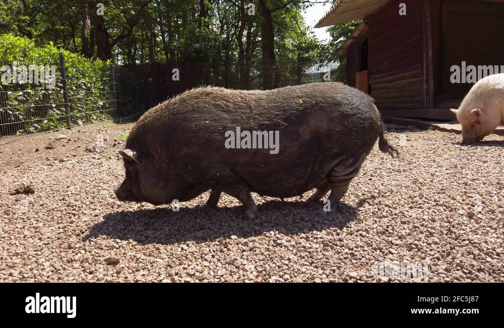 Hedge pig Stock Videos & Footage - HD and 4K Video Clips - Alamy
