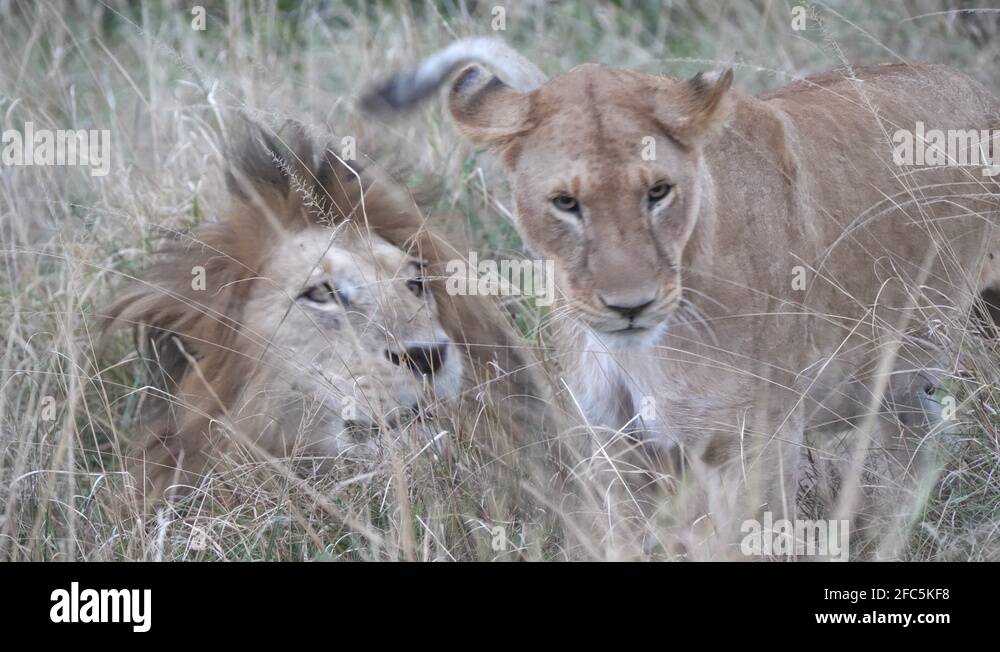 Snarling male lion panthera leo Stock Videos & Footage - HD and 4K ...