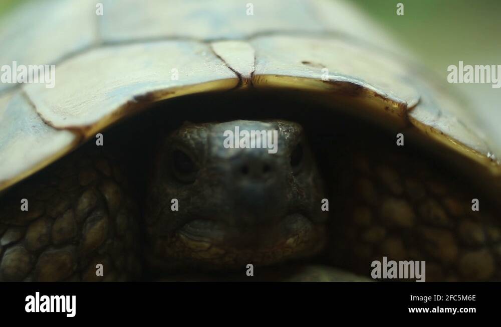 Tortoise shell turtle Stock Videos & Footage - HD and 4K Video Clips ...