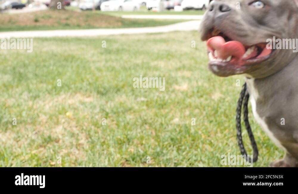 Big mutt dog Stock Videos & Footage - HD and 4K Video Clips - Alamy