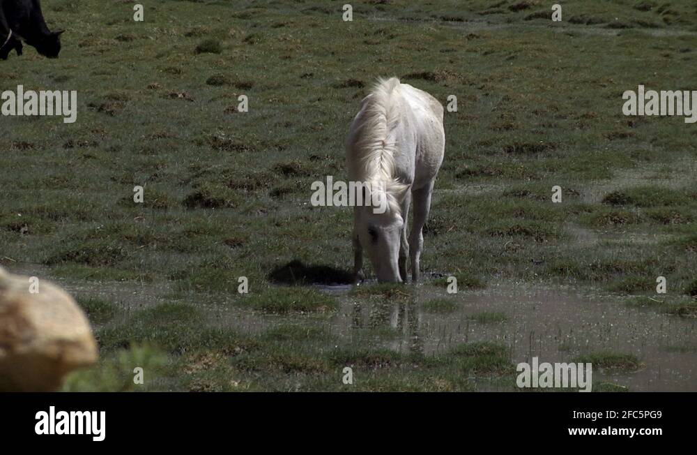 White mare horse Stock Videos & Footage - HD and 4K Video Clips - Alamy