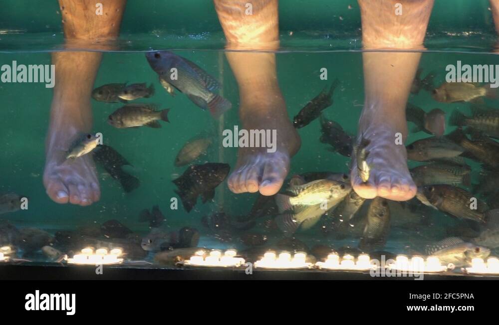 Fish legs Stock Videos & Footage - HD and 4K Video Clips - Alamy