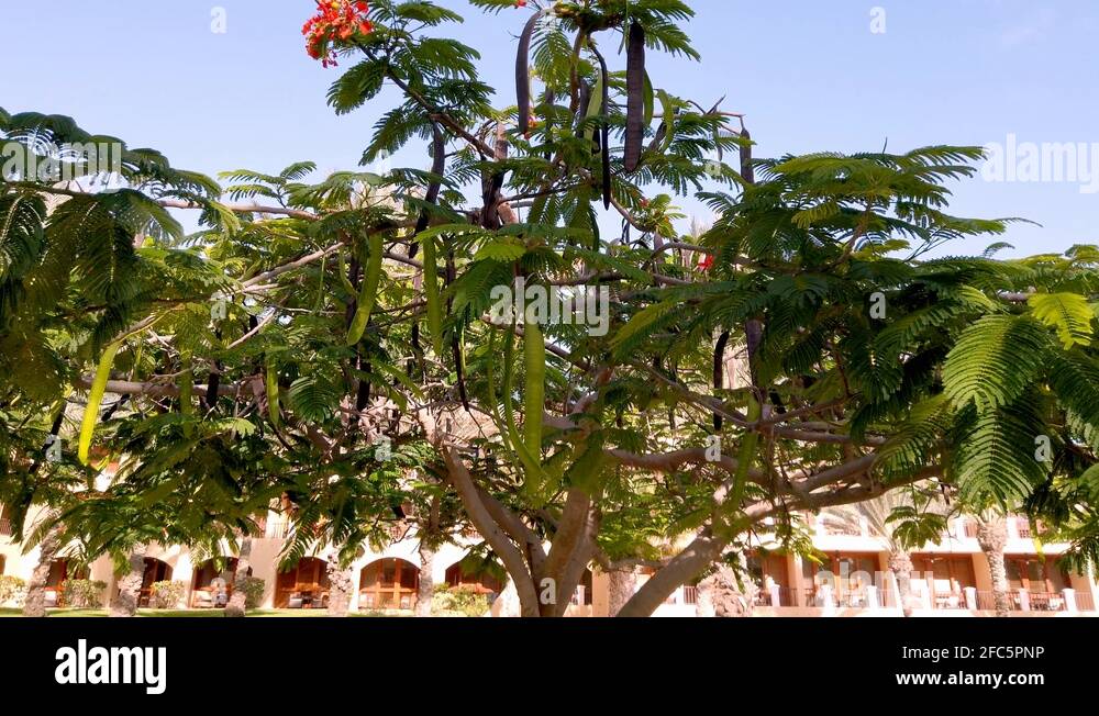 Barbara branches Stock Videos & Footage - HD and 4K Video Clips - Alamy