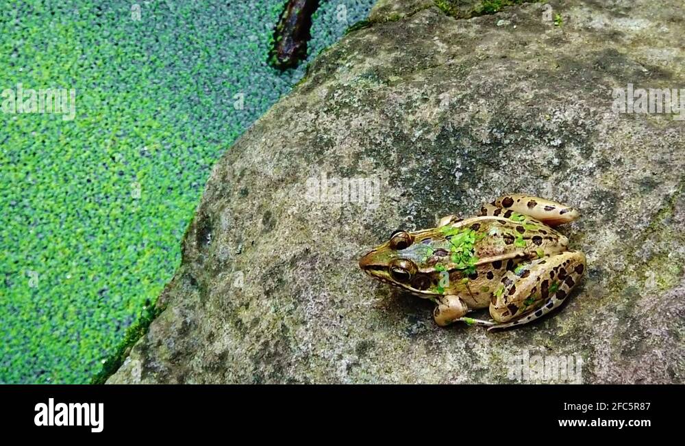 Frog on weed Stock Videos & Footage - HD and 4K Video Clips - Alamy