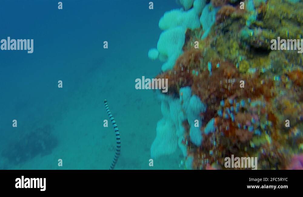 Banded Sea Snake Or Stripped Sea Krait Swimming Up Phillipines Coral ...