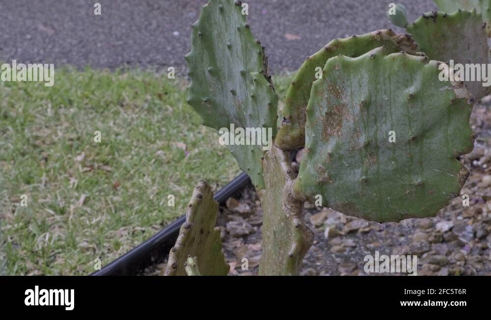 Cactus in the rain Stock Videos & Footage - HD and 4K Video Clips - Alamy