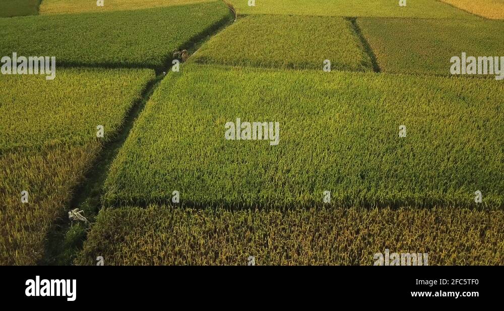 asian farmer carrying harvesting rice balancing between rice field and ...