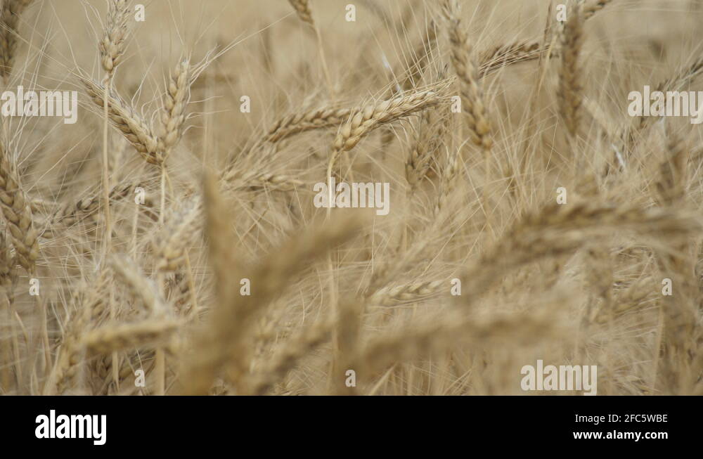 Stiff stem Stock Videos & Footage - HD and 4K Video Clips - Alamy