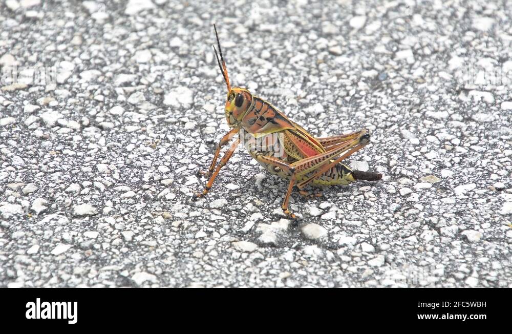 Close up view of grasshopper Stock Videos & Footage - HD and 4K Video ...