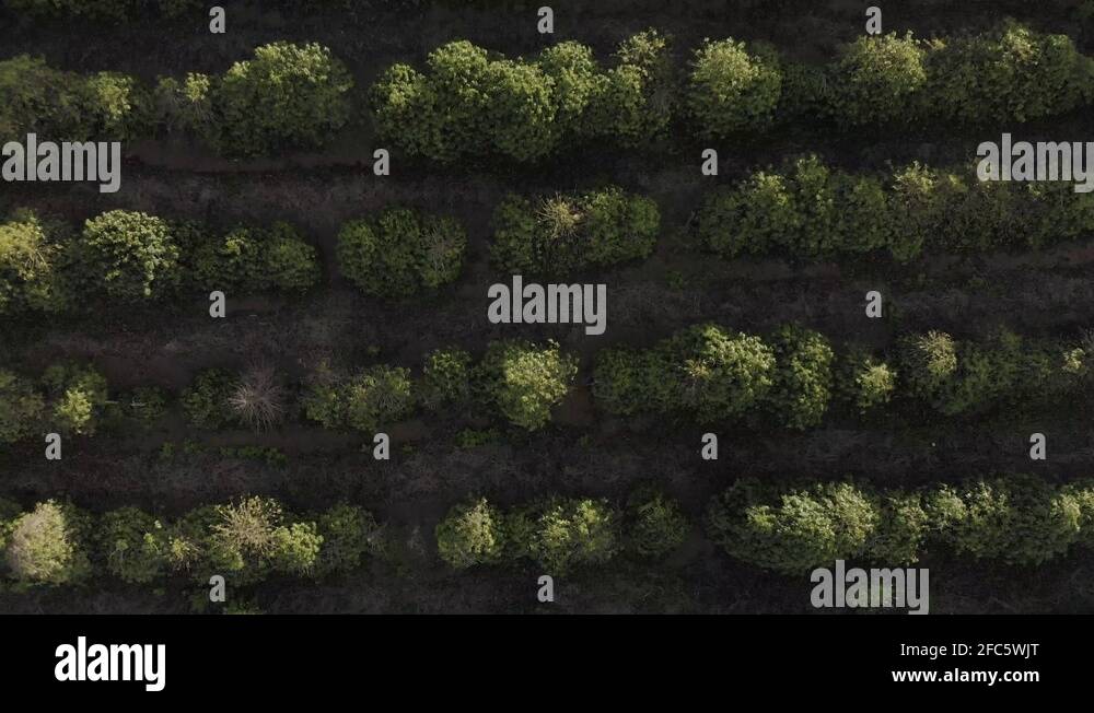 Plantation brazil black Stock Videos & Footage - HD and 4K Video Clips - Alamy