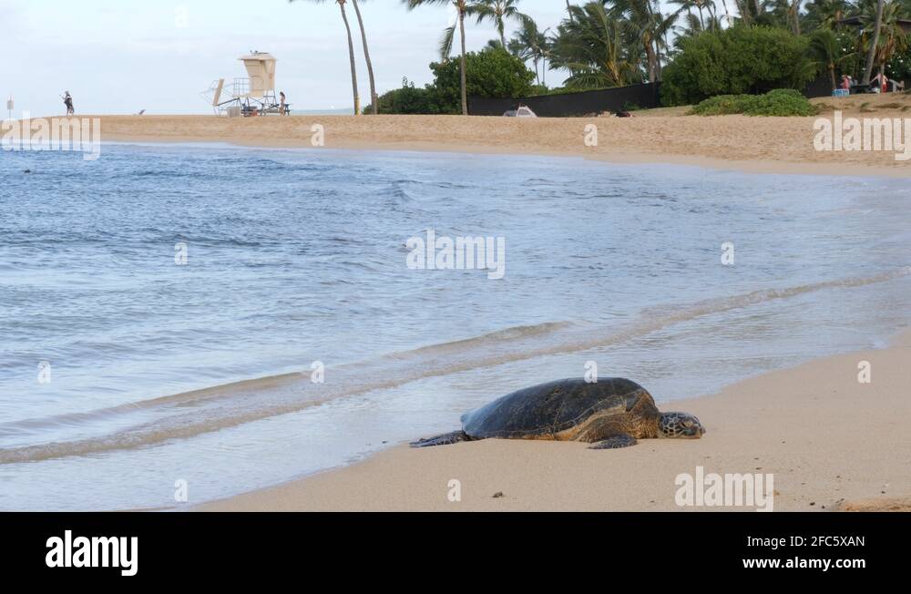 Injured shark Stock Videos & Footage - HD and 4K Video Clips - Alamy