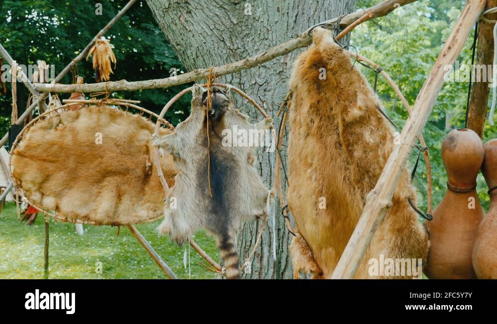 Dried animals Stock Videos & Footage - HD and 4K Video Clips - Alamy