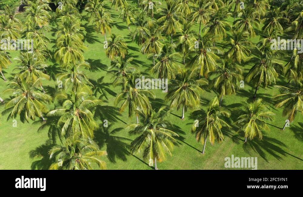 Beautiful coconut tree Stock Videos & Footage - HD and 4K Video Clips ...