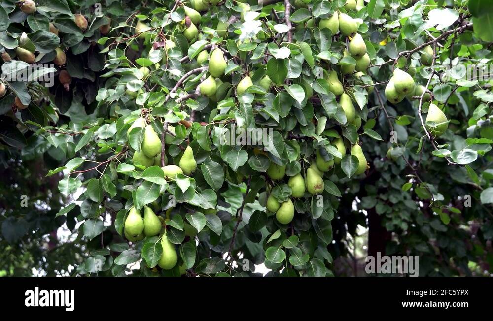 Tree inclined Stock Videos & Footage - HD and 4K Video Clips - Alamy