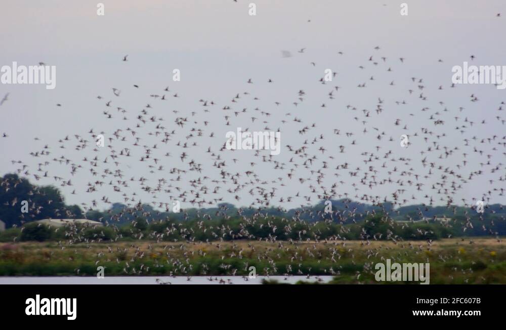 Uk wading birds in flight Stock Videos & Footage - HD and 4K Video ...