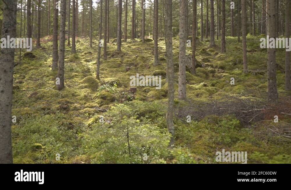 Running ground pine Stock Videos & Footage - HD and 4K Video Clips - Alamy